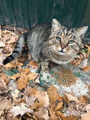 Полосатый котик из лесной сказки