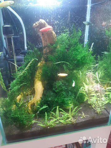 Растения прополка бесплатно