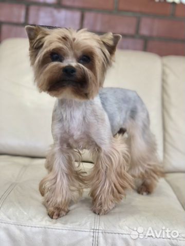 Сука йоркширского терьера 6 лет