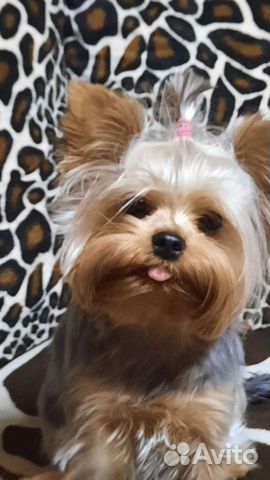 Йоркширский терьер щенки