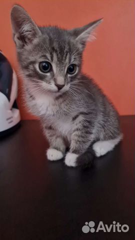 Котёнок 2месяца(мальчик)в добрые руки