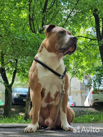 Собаки бесплатно в добрые руки