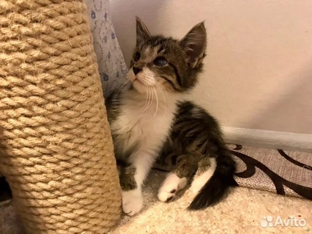 Котенок