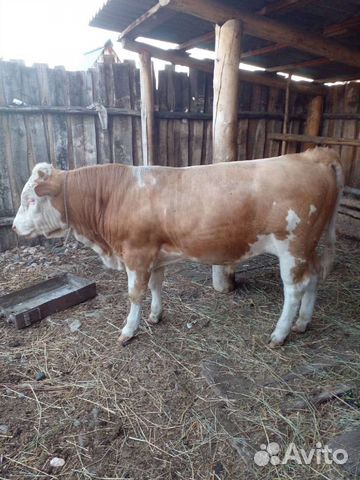 Бычки сименталы