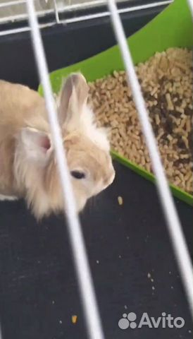 Львиноголовый кролик