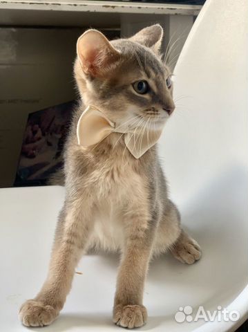 Абисчинский котик