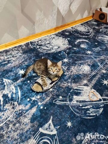 Котенок в дар