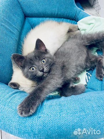 Котенок метис британской кошки в дар