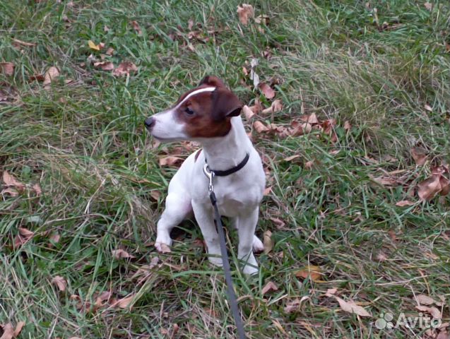 Джек Рассел терьер