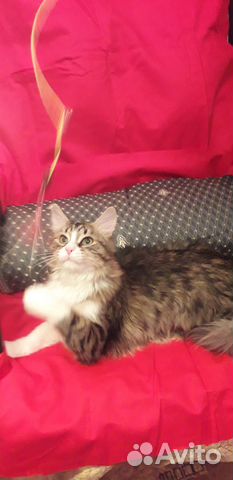 Пушистая кошечка