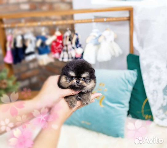 Мимишки