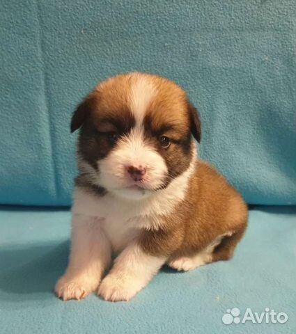 Корги, но не совсем