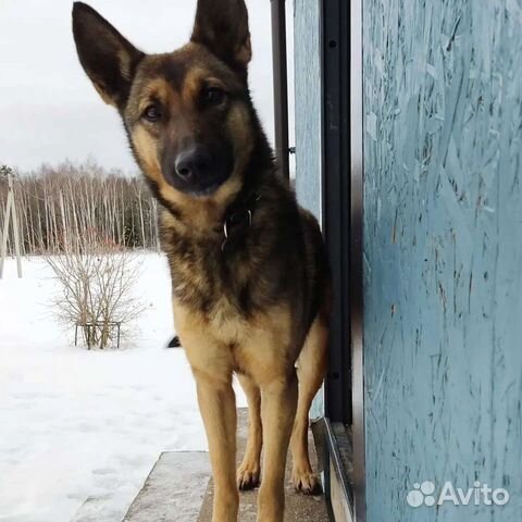 Собака в дар