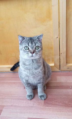 Красотка Лилу в добрые руки