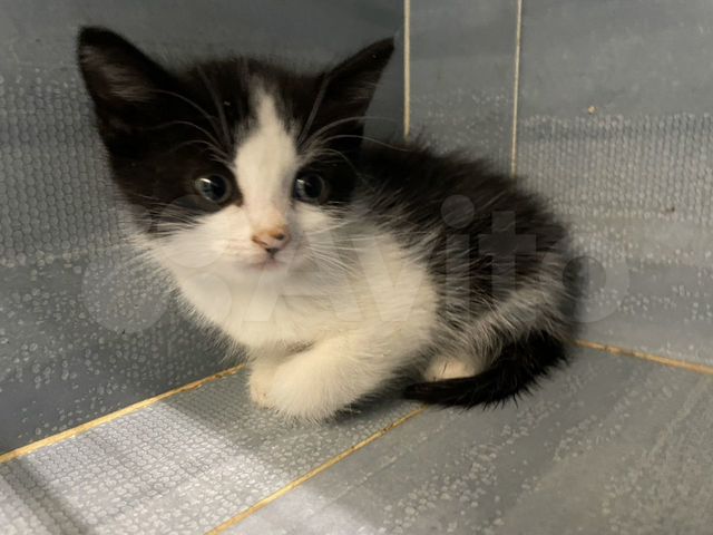 Котенок мальчик чернобелый 1 мес