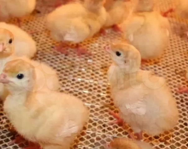 Индюшата суточные всегда в наличии