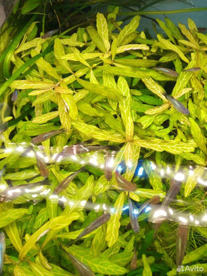 Прополка аквариумных растений