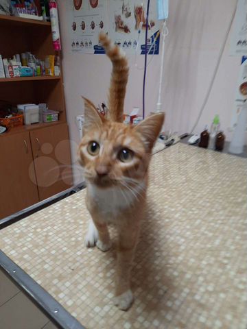 Рыжая девочка