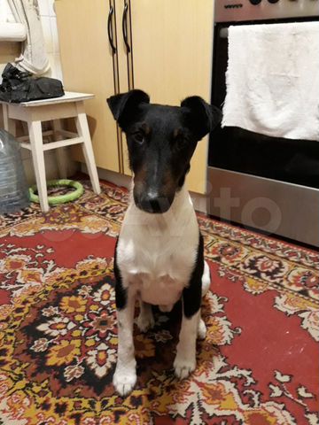 Фокстерьер вязка