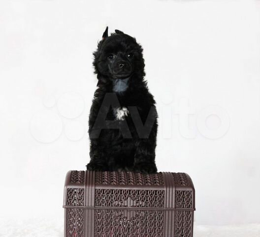 Шикарный пуховый мальчик видео