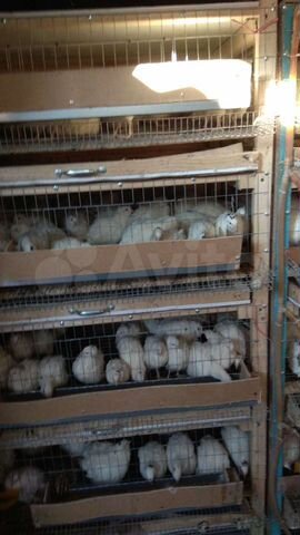 Перепел техасцы