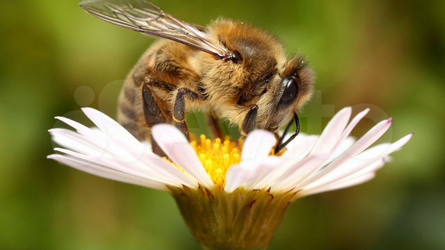 Пчелопакеты (пчелы карпатка, карника)