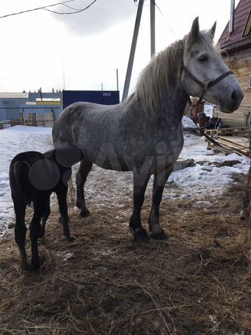 Кобыла с жеребенком