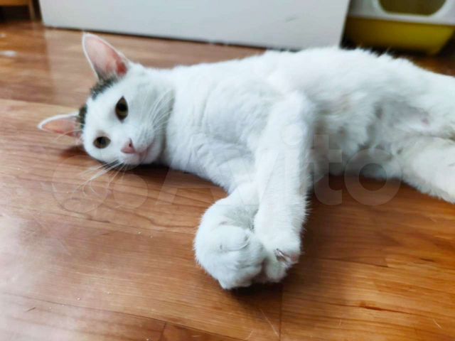 Кошка Галочка