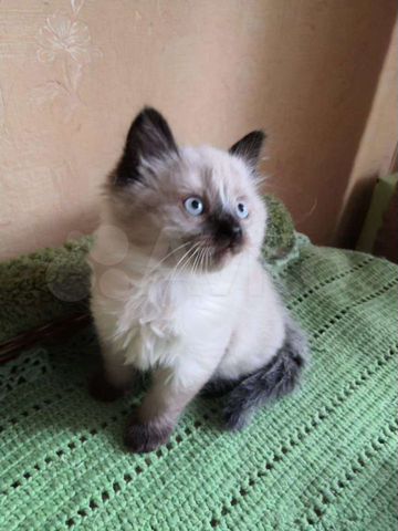 Невский котенок