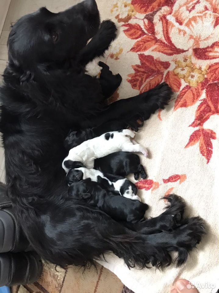 Русская спаниель