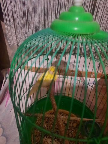 Канарейка самка продам