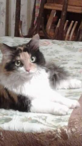 Нужен очень добрый хозяин кошечке Кисе