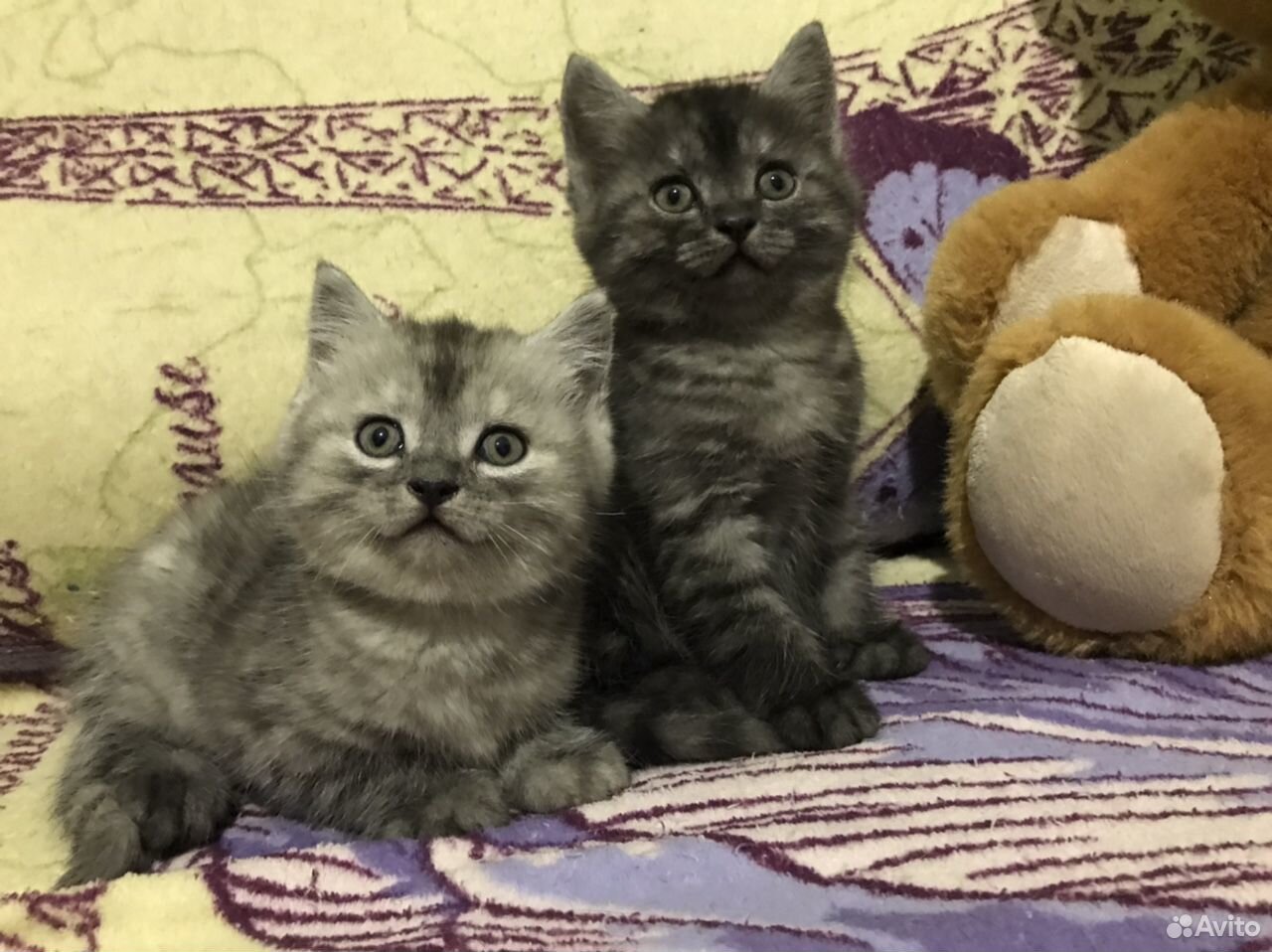 Элитные малыши