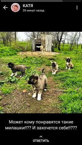 Щенки кавказской овчарки 3000