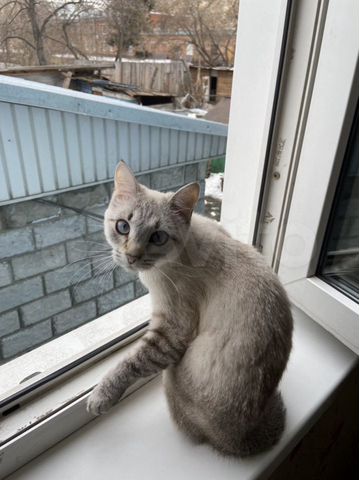 Кошка