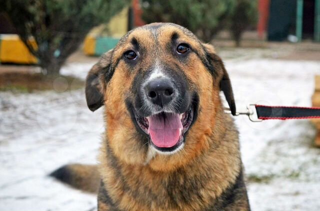 Собака в добрые руки