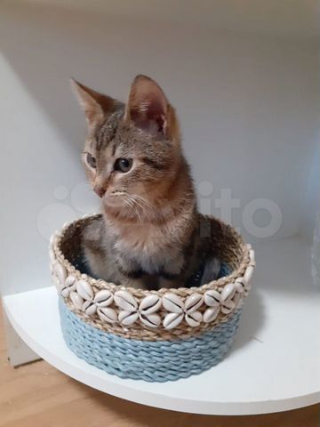 Очаровательный котик Маркиз ищет Семью