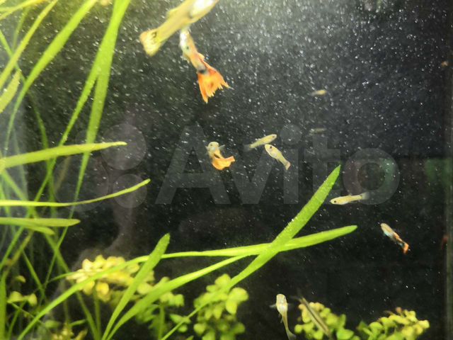 Аквариумные рыбки гуппи