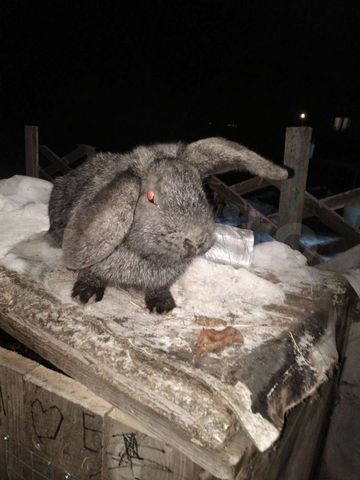 Крол баран+ серебро