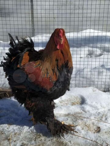 Цыплята под заказ