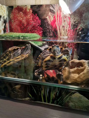 Черепахи 2 штуки