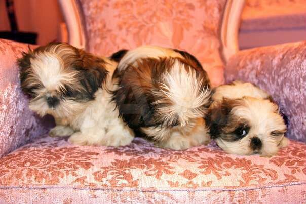 Милашки щеночки