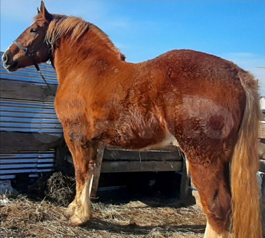 Кобыла Советский тяжеловоз