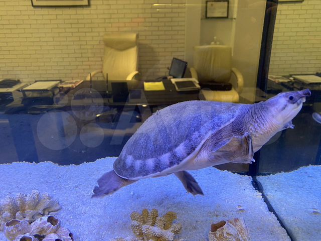 Черепаха свинорылая