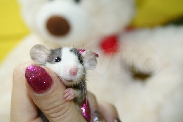 Крысята Дамбо. стандарт. выбор