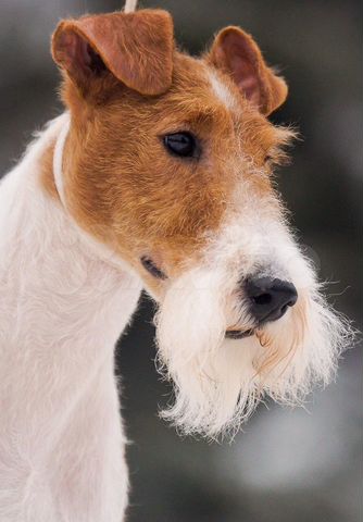 Фокстерьер жесткошерстный