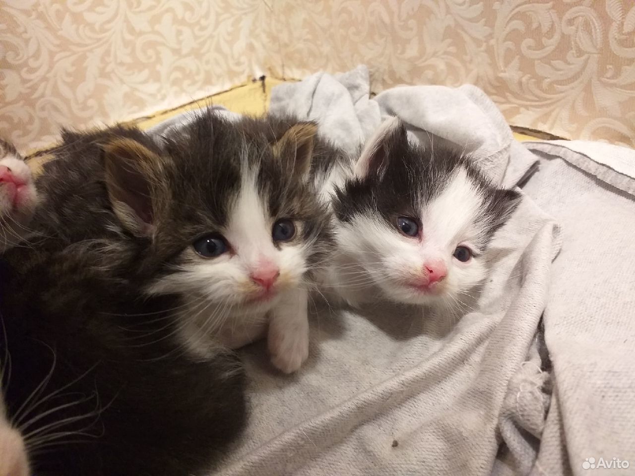 Красивые котята