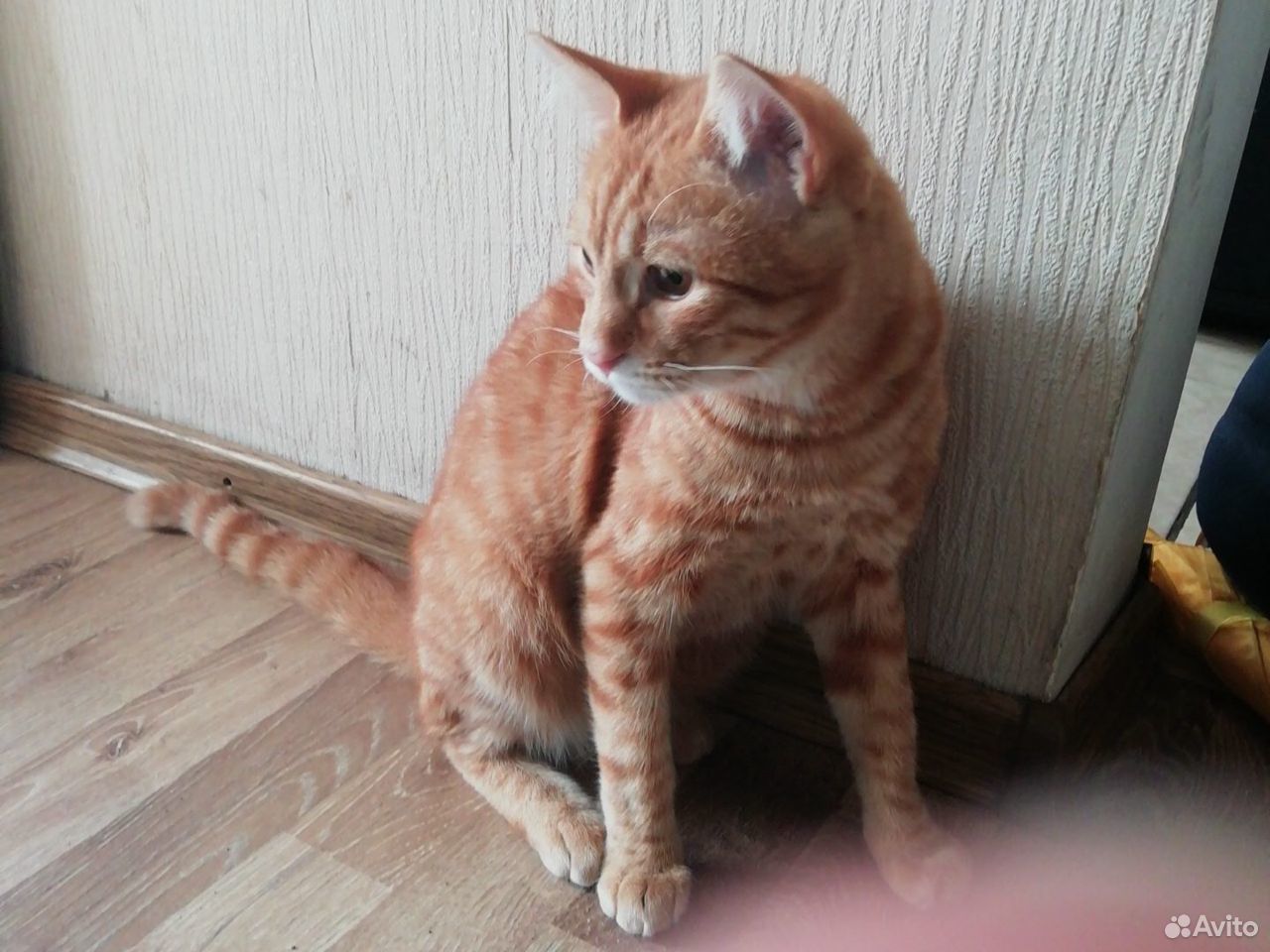 Отдам в добрые руки кота, в связи со срочным перее