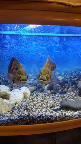 Обмен пары Астронотусов