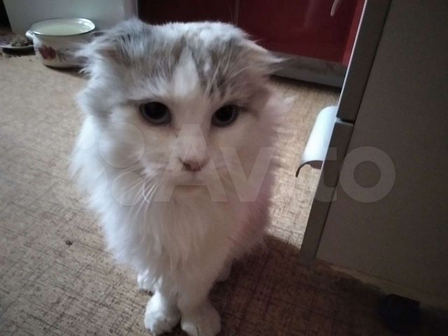 Кошка в дар